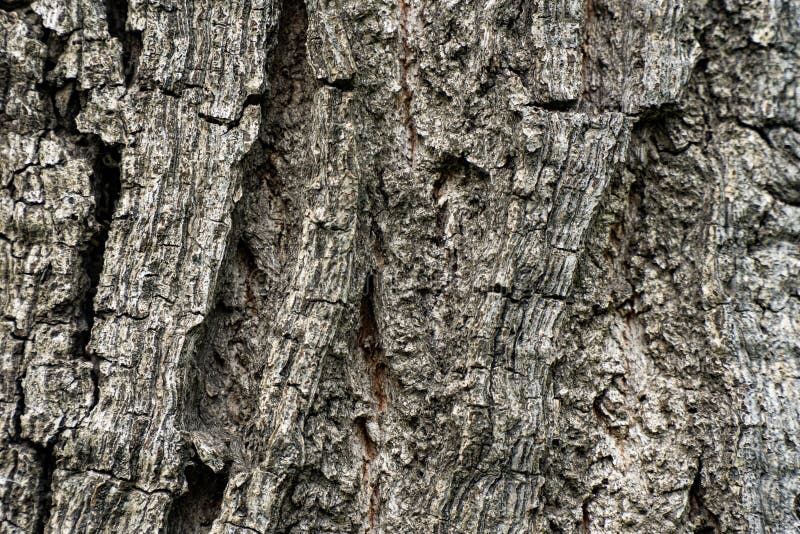 Close-Up of Tree Bark Texture Stock Image - Image of macro, background ...