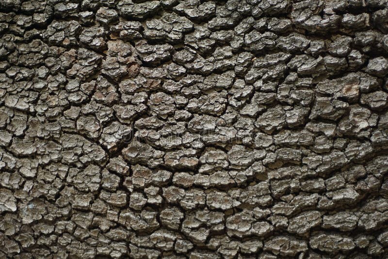 A Close-up of a Tree Bark Texture. Stock Photo - Image of detail, close ...