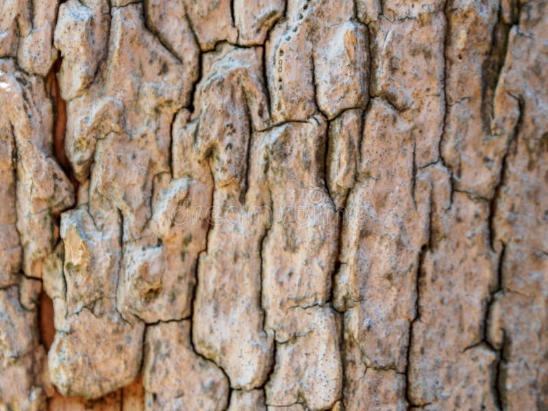 Close-up of Tree Bark Texture Showing Unique Patterns and Natural ...