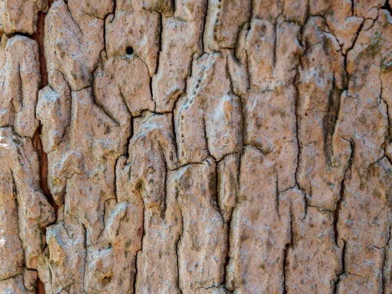Close-up of Tree Bark Texture Showing Unique Patterns and Natural ...