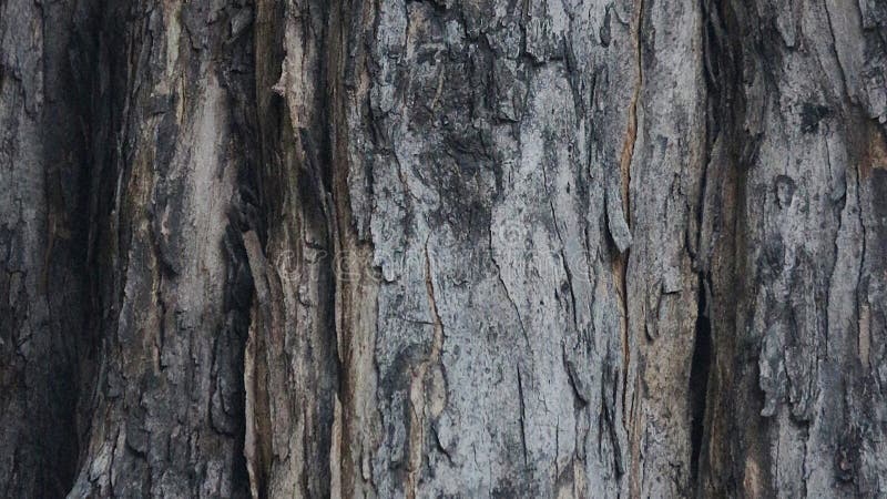 Close-up of Tree Bark Texture, Showing Various Colors and Patterns ...