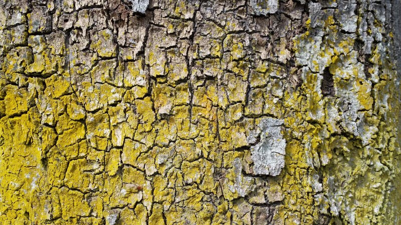 Colorful Tree Bark stock photo. Image of craggy, detail - 183851996