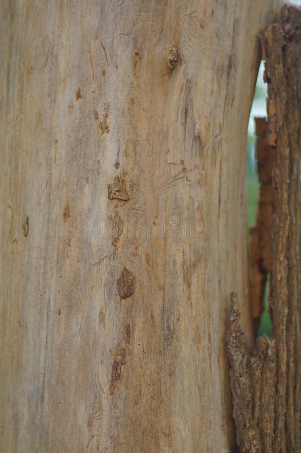 A Deciduous Tree in Close-up. Bark and Moss Structure in Natural ...