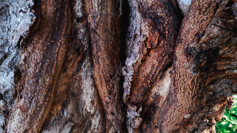 Unique Tree Bark Texture – Natural and Artistic Details Stock Image ...