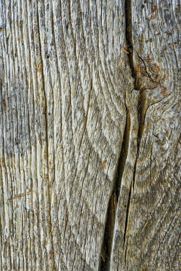 Tree bark with a crack stock photo. Image of brown, weathered - 345979178
