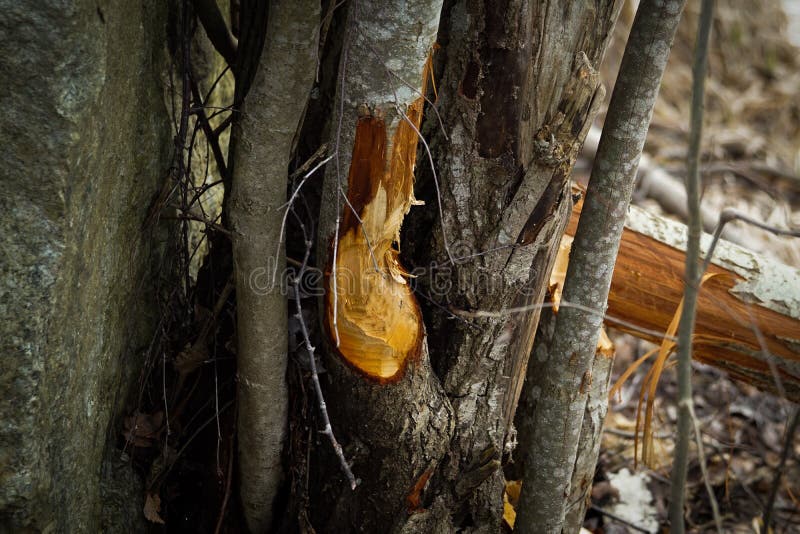 Close Up of a Tree that a Beaver Have are on Stock Photo - Image of ...