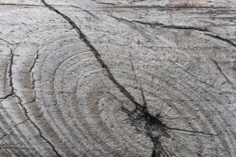 Close Up Tree Body in Nature Stock Photo - Image of stump, macro: 128930698