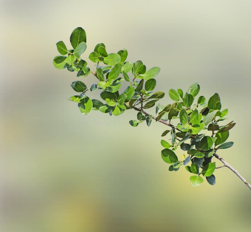 Tree branch stock image. Image of sapling, flora, green - 113050823