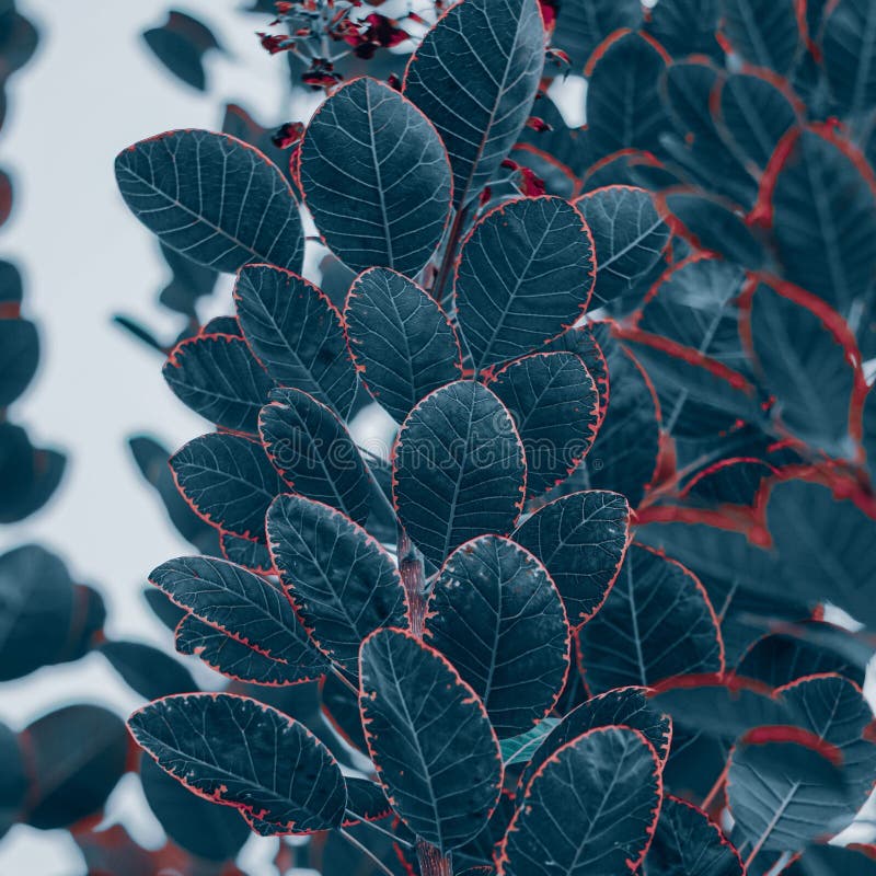 Close-up of a Tree Branch Covered in Dark Foliage with Bright Red Tips ...