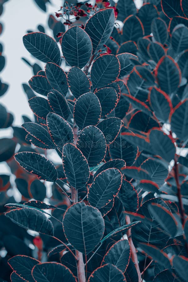 Close-up of a Tree Branch Covered in Dark Foliage with Bright Red Tips ...