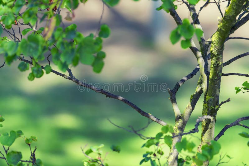 Close-up of a Tree Branch with Green Leaves in a Sunlit Park Stock ...