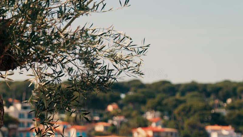 Close Up of a Tree Branch Moving in the Stock Video - Video of branch ...