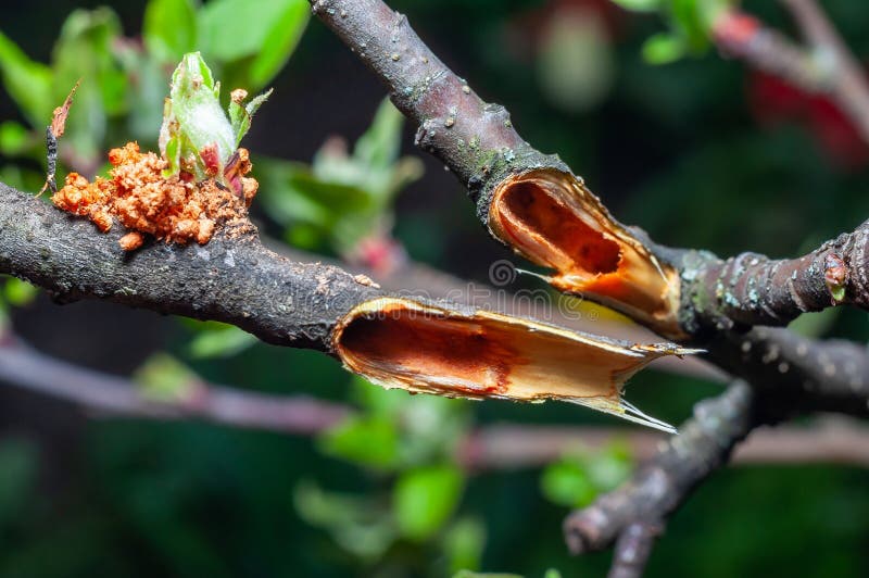 A Close-up Shows a Tree Branch Damaged by Improper Pruning and a Flower ...