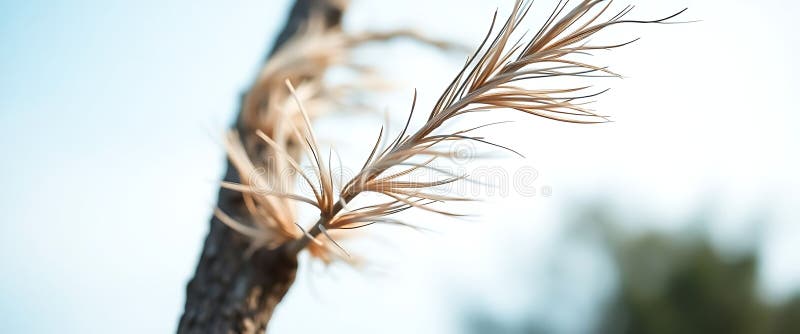 Close Up of a Tree Branch with a Sky in the Background Stock ...