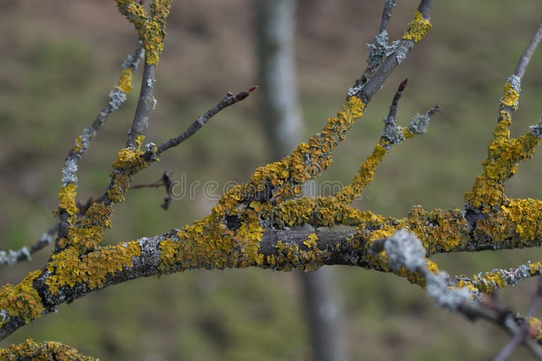 A Close-up of a Tree Branch Whose Bark is Infested with Golden Shield ...
