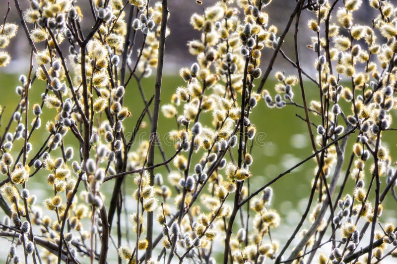 A Close-up of a Tree Branch with Yellow Fluffy Blossoming Willow Buds ...