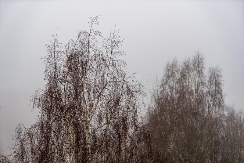 Close Up Tree Branches in Autumn and Nature Details Abstract Stock ...