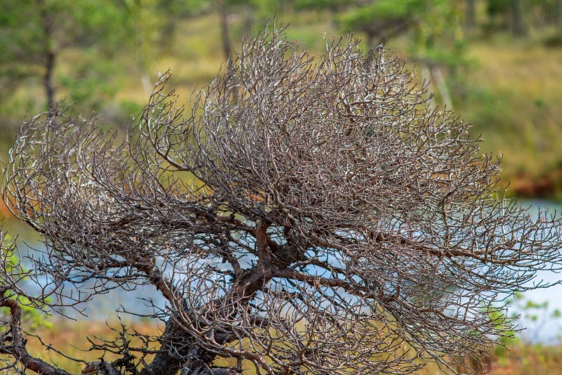 Close Up Tree Branches in Autumn and Nature Details Abstract Stock ...