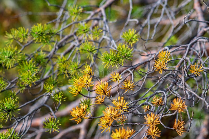 Close Up Tree Branches in Autumn and Nature Details Abstract Stock ...