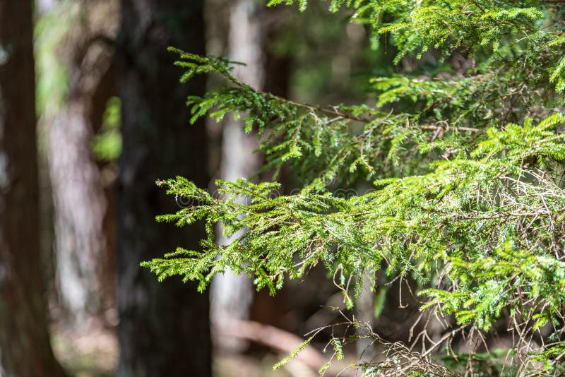 Close Up Tree Branches in Autumn and Nature Details Abstract Stock ...