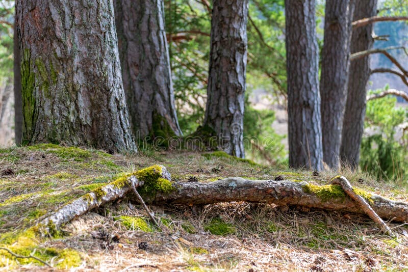 Close Up Tree Branches in Autumn and Nature Details Abstract Stock ...