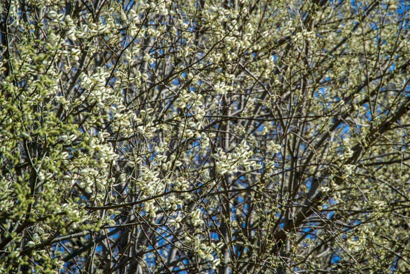Close Up Tree Branches in Autumn and Nature Details Abstract Stock ...