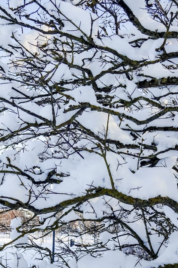 Close Up of Tree Branches Covered with Layer of White Fresh Snow ...
