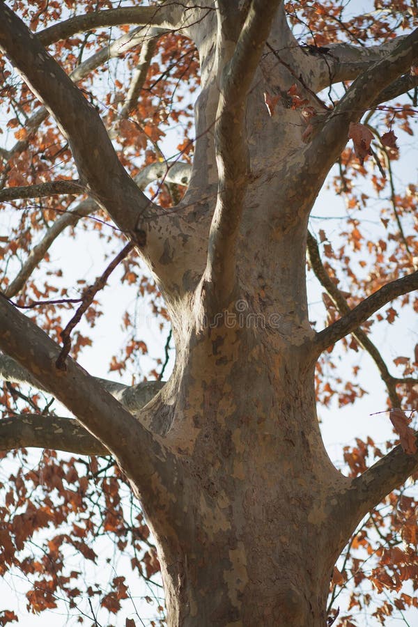 Detail of a tree branches stock image. Image of daylight - 146723983