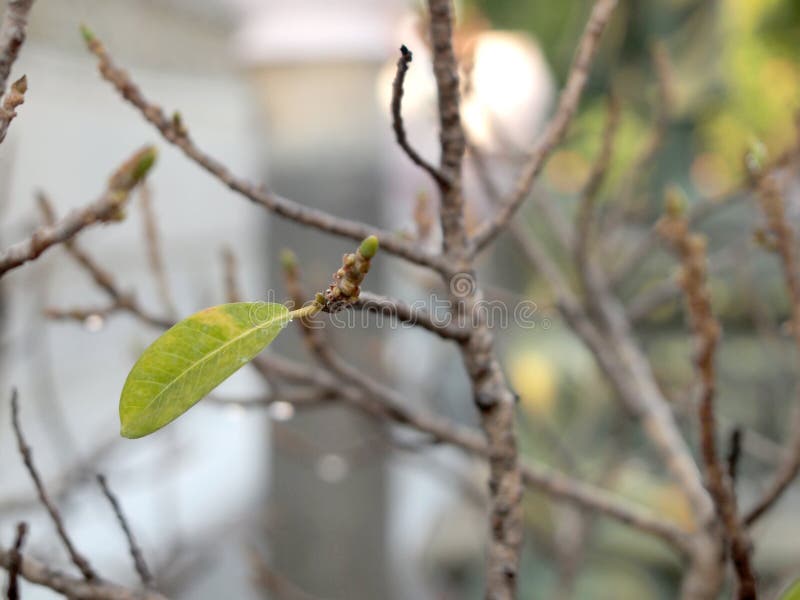 Tree branches and leave stock photo. Image of leave - 192384642