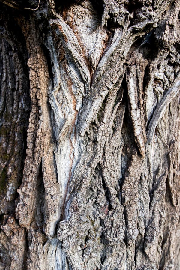 Close Up of a Tree. Brown Tree Bark, Bark Texture Stock Image - Image ...