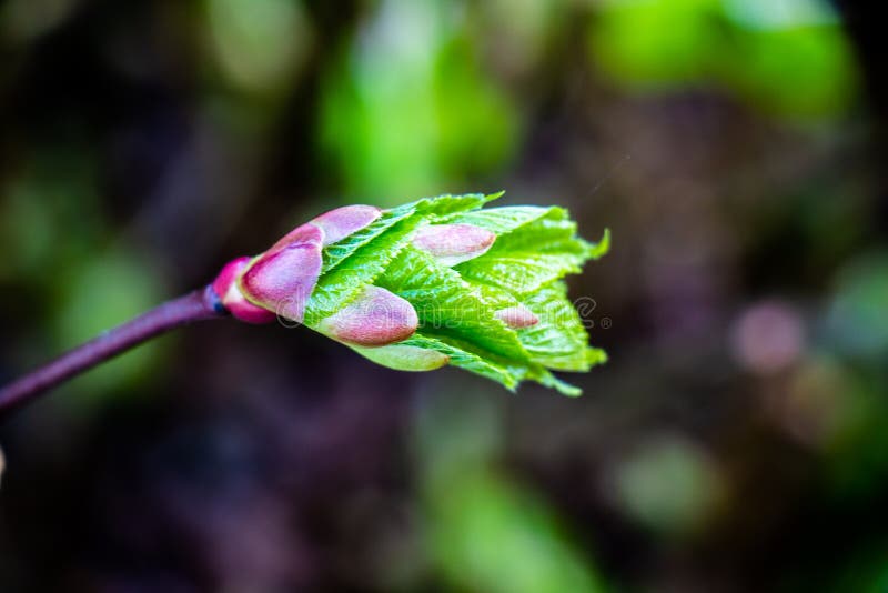 Close Up of a Tree Bud in Nature Stock Photo - Image of plant, blossoms ...