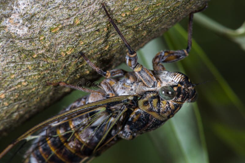 Tree Cicada stock photo. Image of male, beautiful, face - 211109460
