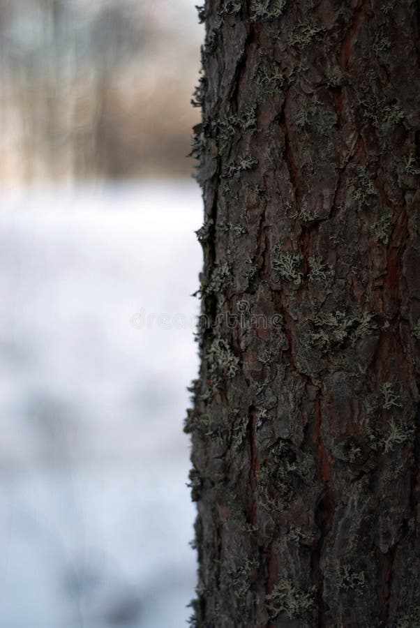 A cool tree stock photo. Image of close, leaf, nature - 242303832