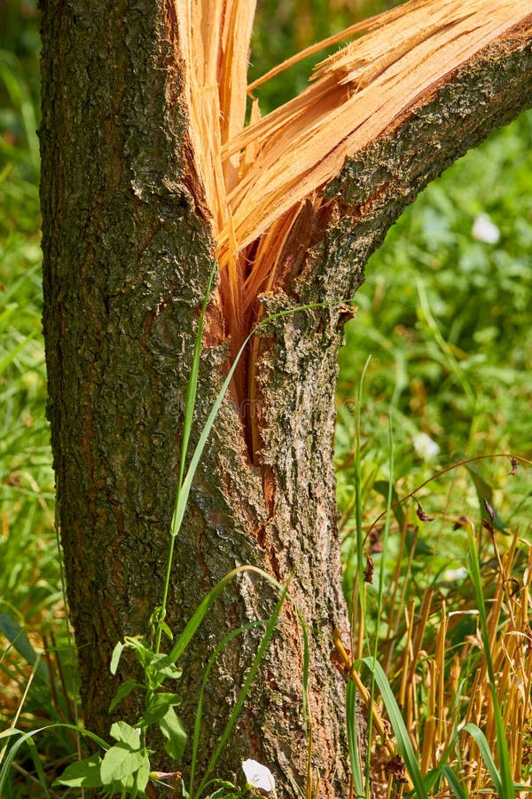 284 Tree Half Green Half Dead Stock Photos - Free & Royalty-Free Stock ...