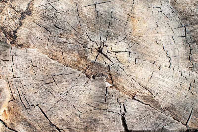Close-up of Tree Cut Texture. Texture of a Tree Log in Top View Stock ...