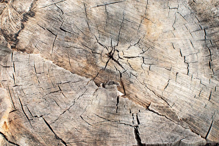 Close-up of Tree Cut Texture. Texture of a Tree Log in Top View Stock ...
