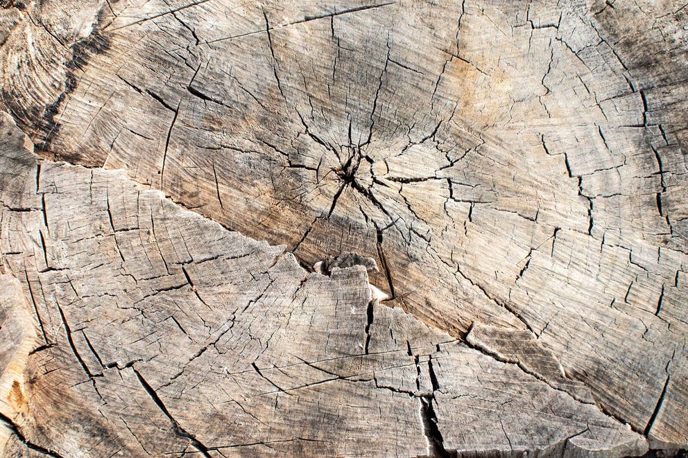 Close-up of Tree Cut Texture. Texture of a Tree Log in Top View Stock ...