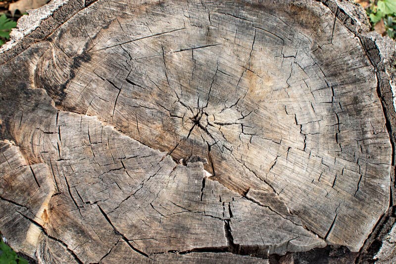 Close-up of Tree Cut Texture. Texture of a Tree Log in Top View Stock ...