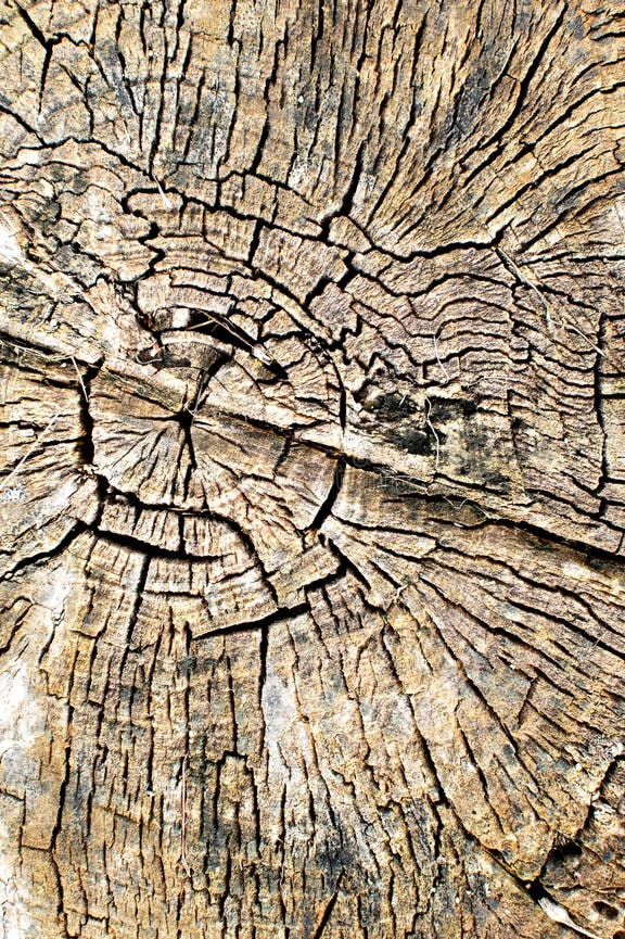 Close-up of Tree Cut Texture. Texture of a Tree Log in Top View Stock ...