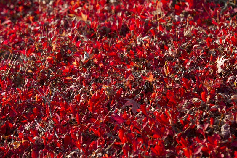 Close-up of the Tree that Fall Foliage Stock Photo - Image of tree ...