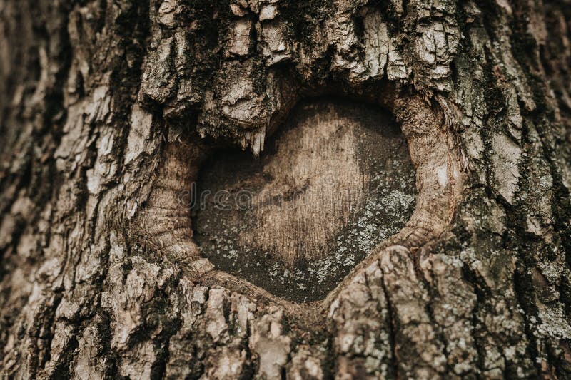 The Heart Cut Out in the Bark of a Tree at the Base Stock Photo - Image ...