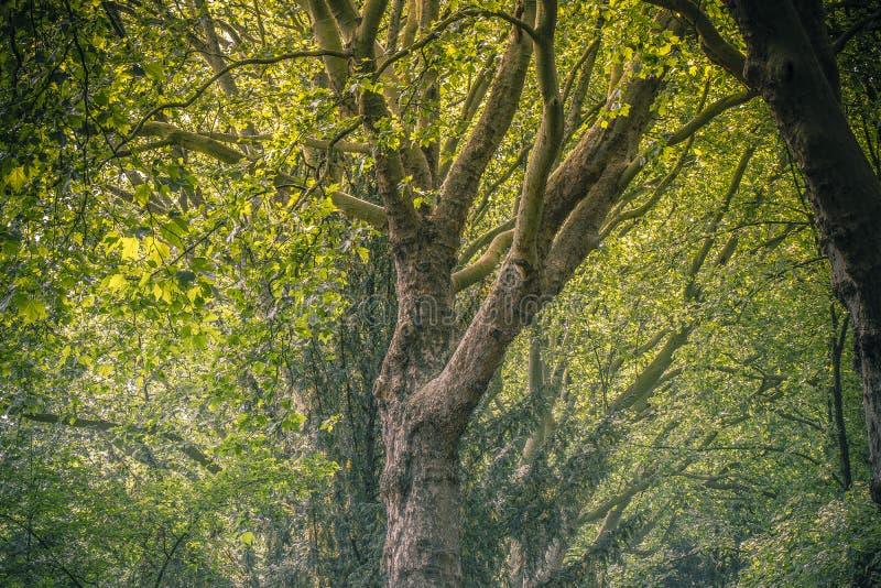 Close Up of a Tree in a Forest Stock Image - Image of scenics, forest ...