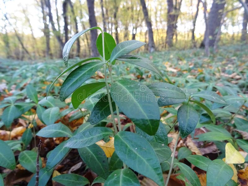 Close-up of a Tree in the Forest, Twisted Ivy on the Trunk Stock Photo ...