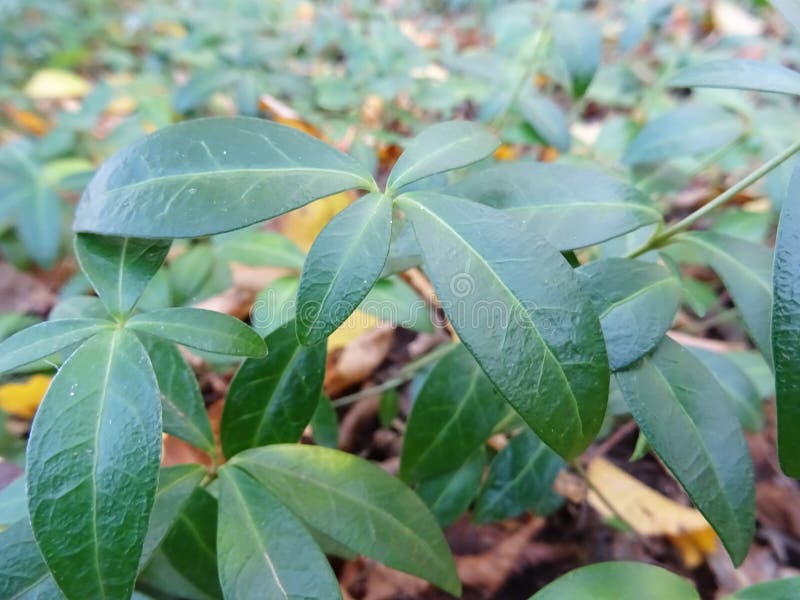 Close-up of a Tree in the Forest, Twisted Ivy on the Trunk Stock Photo ...