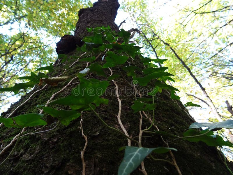 Close-up of a Tree in the Forest, Twisted Ivy on the Trunk Stock Image ...