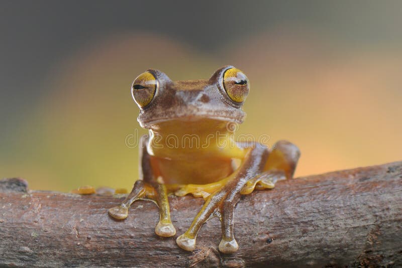 Close up tree frog look stock image. Image of frogs - 195353955