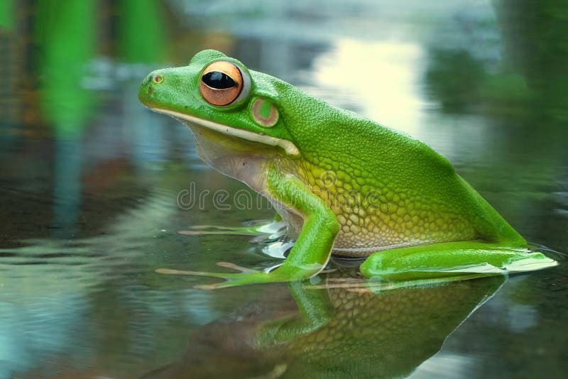 Close Up Tree Frog Whitelips Stock Photo - Image of indonesia, bokeh ...