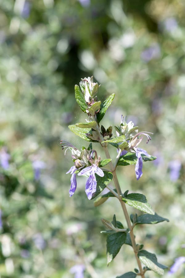 Tree Germander Teucrium Fruticans Flowers Stock Photo - Image of bloom ...