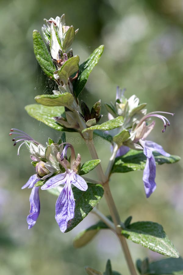 Tree Germander Teucrium Fruticans Flowers Stock Image - Image of beauty ...