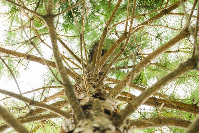 Close up tree stock image. Image of natural, closeup - 95420763